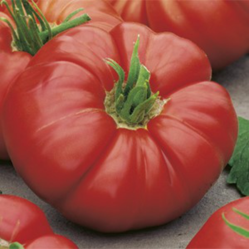 Tomate bio en pot variété Canestrino di Lucca.